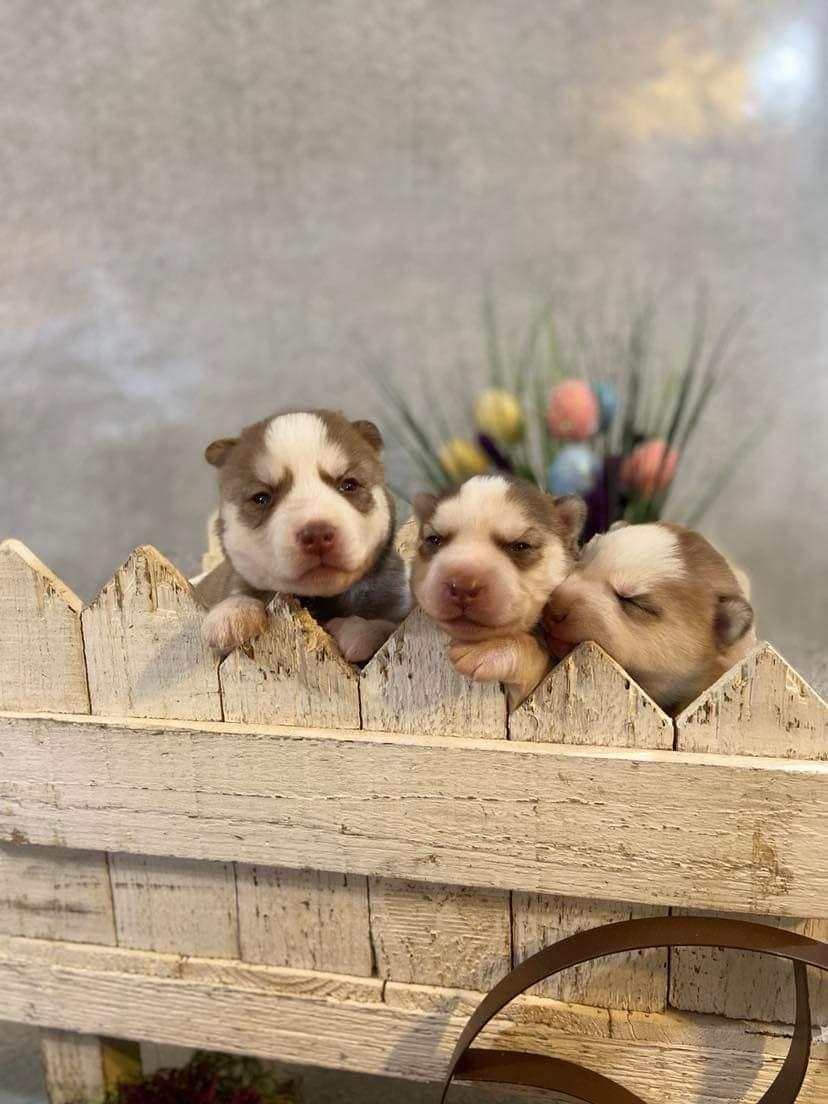 Red Wings Husky Haven in New York | Alaskan Husky puppies | Good Dog