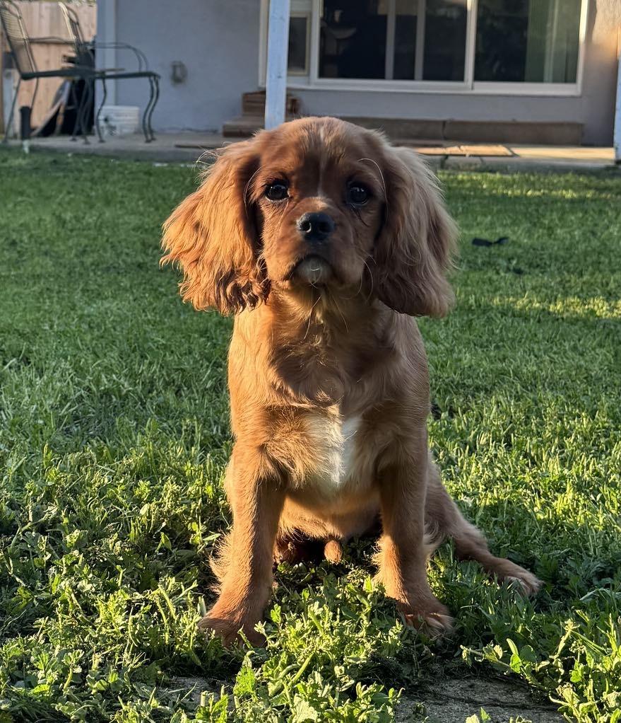 Chara Cavaliers in California | Cavalier King Charles Spaniel puppies ...