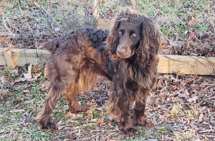 Melissa's Boykins in South Carolina | Boykin Spaniel puppies | Good Dog