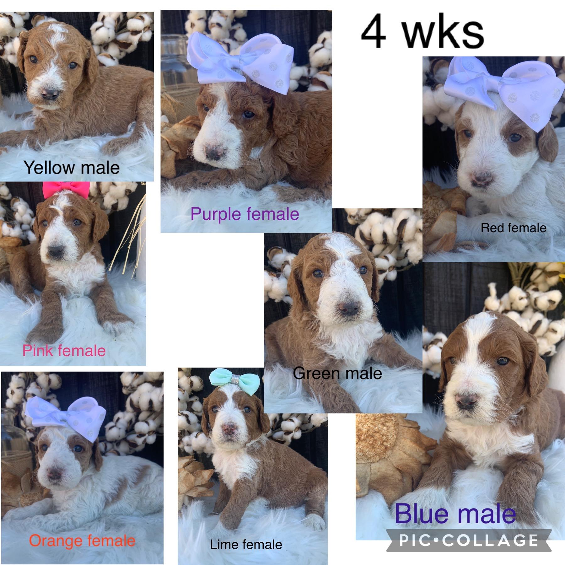 Doodles All Day in Alabama | Goldendoodle puppies | Good Dog