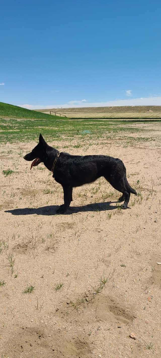 Von Schwarzwald German Shepherds in Colorado | German Shepherd puppies ...