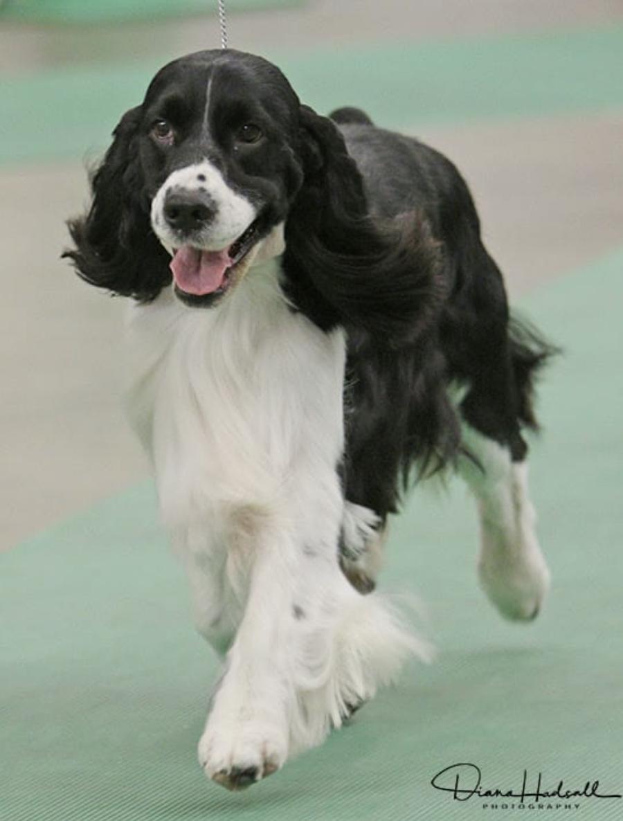 Tami Morris in Michigan | English Springer Spaniel puppies | Good Dog