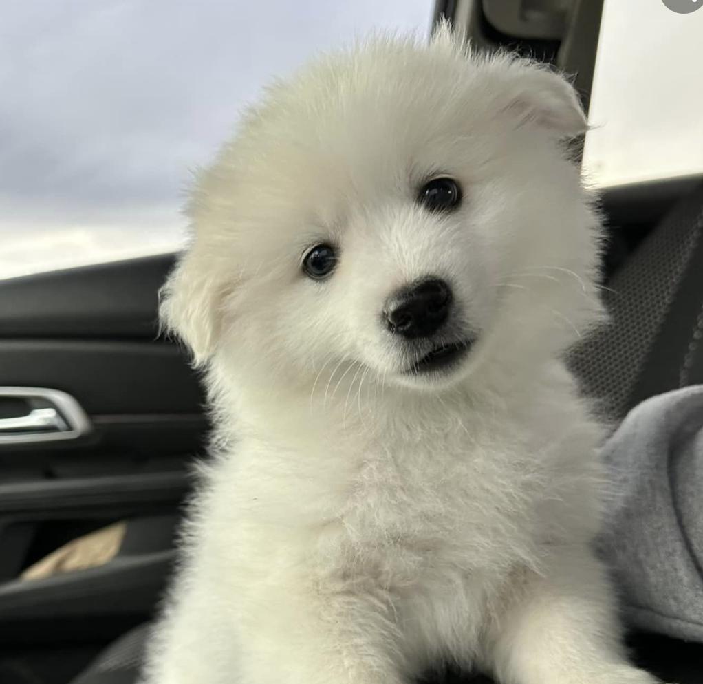 Mauzey Eskies in Missouri | American Eskimo Dog puppies | Good Dog