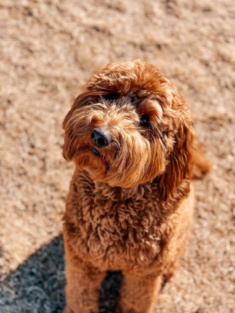 Montana Goldendoodles in Montana | Goldendoodle puppies | Good Dog