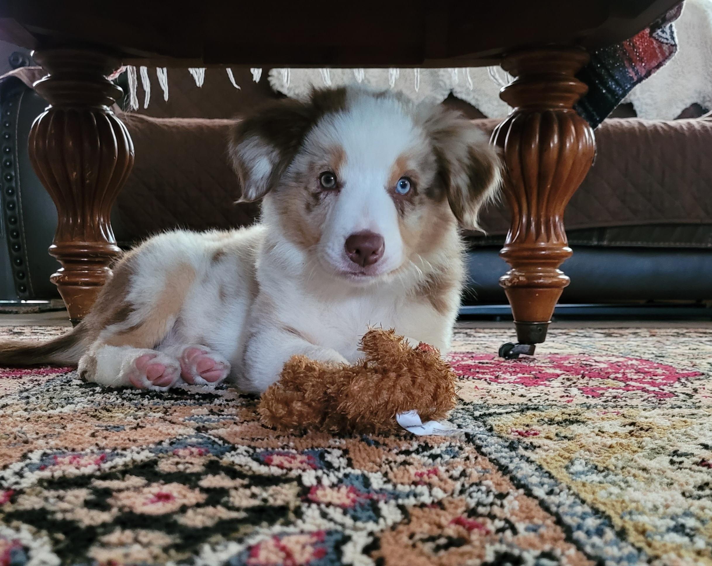 Shooting Star Ranch in Texas | Border Collie puppies | Good Dog