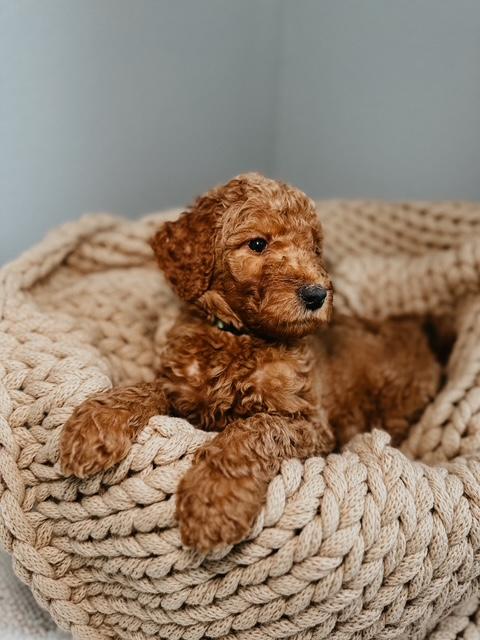 Simply Dane Doodles in Texas | Goldendoodle puppies | Good Dog