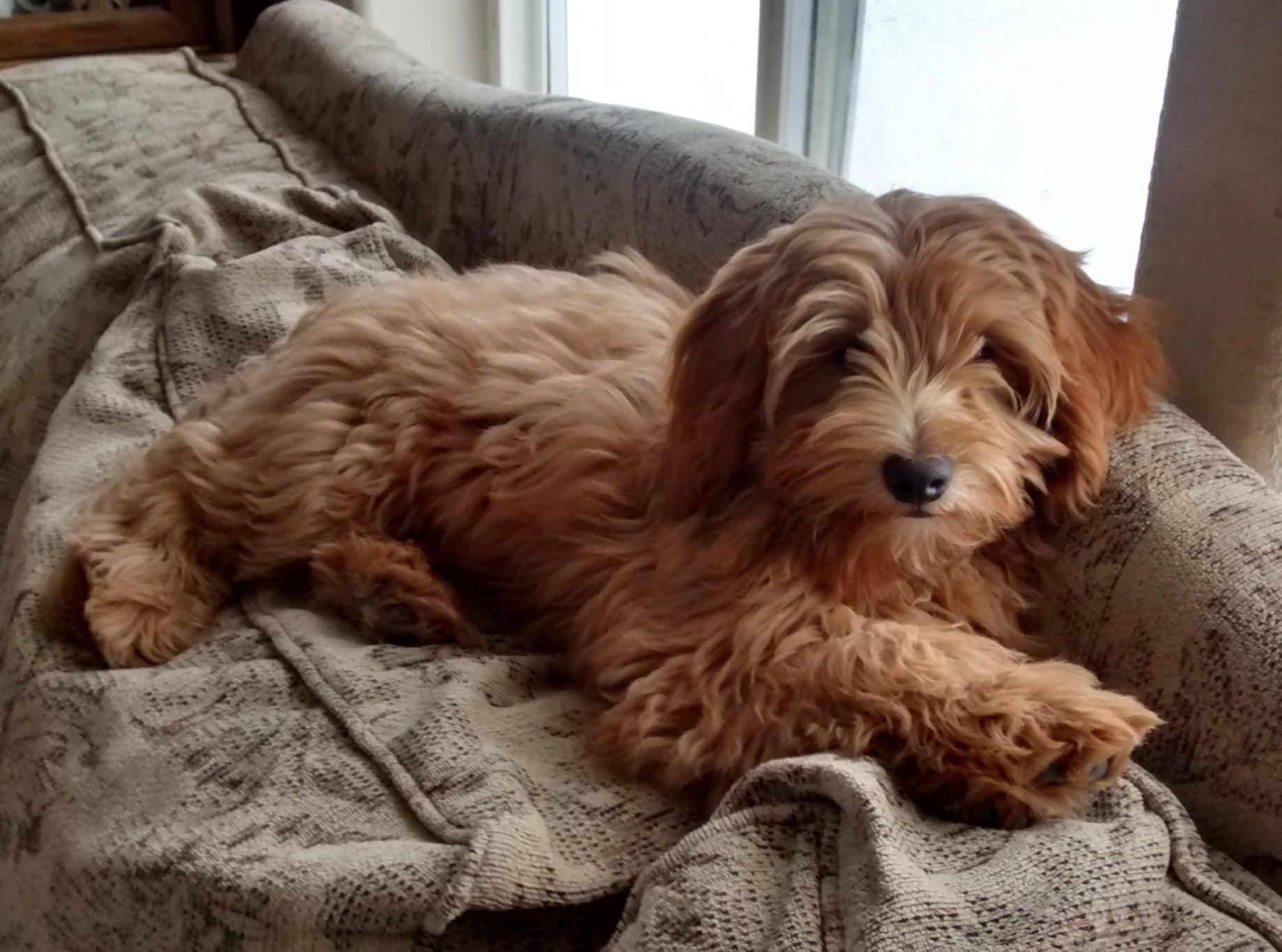 Deb's Doodles in Montana | Goldendoodle, Poodle or Assorted Doodle ...