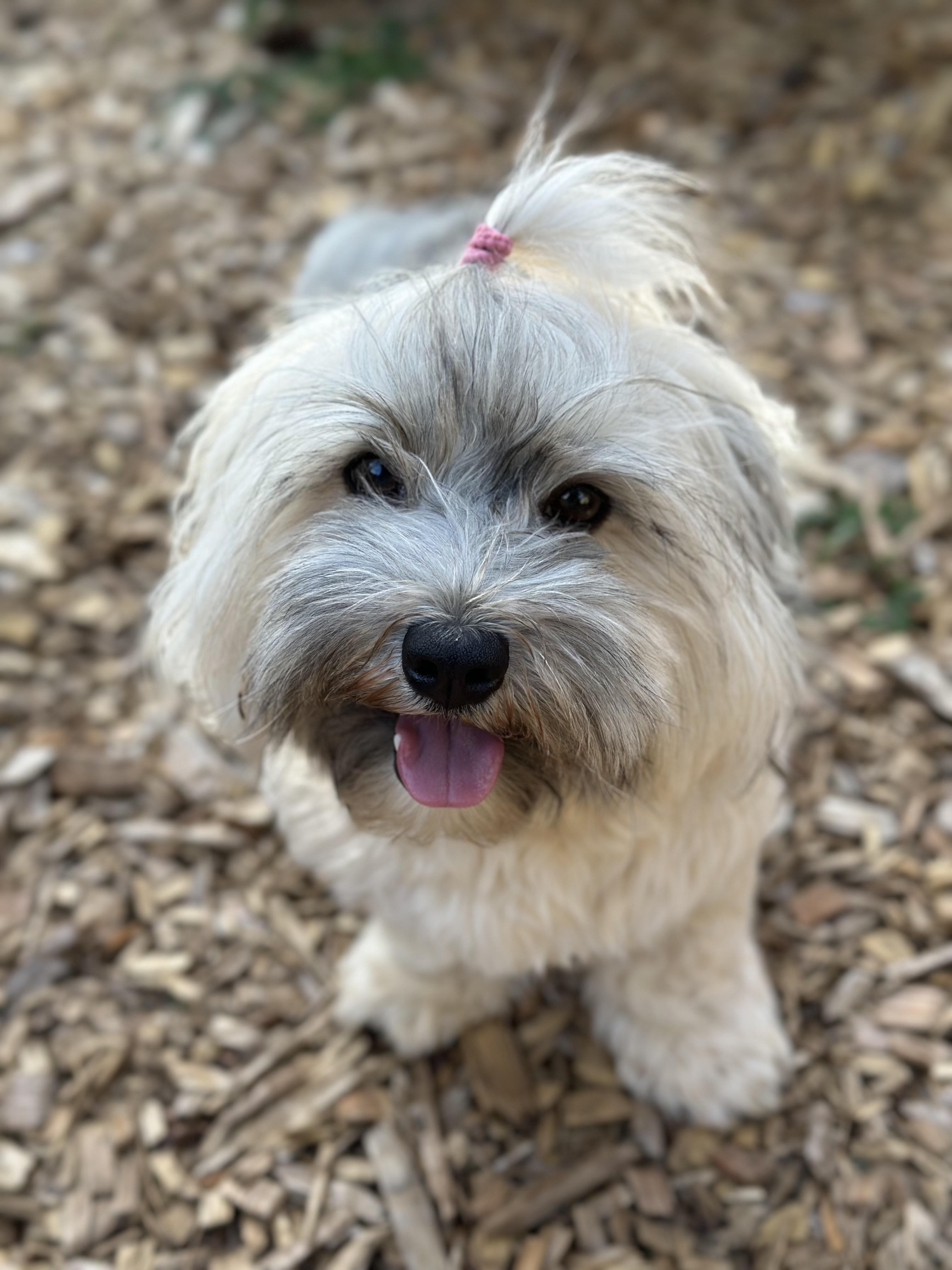 PNW Havanese in Oregon | Havanese puppies | Good Dog