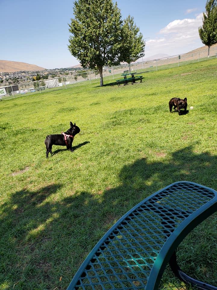 refroidir les petits chiens - French Bulldogs in Washington | French ...