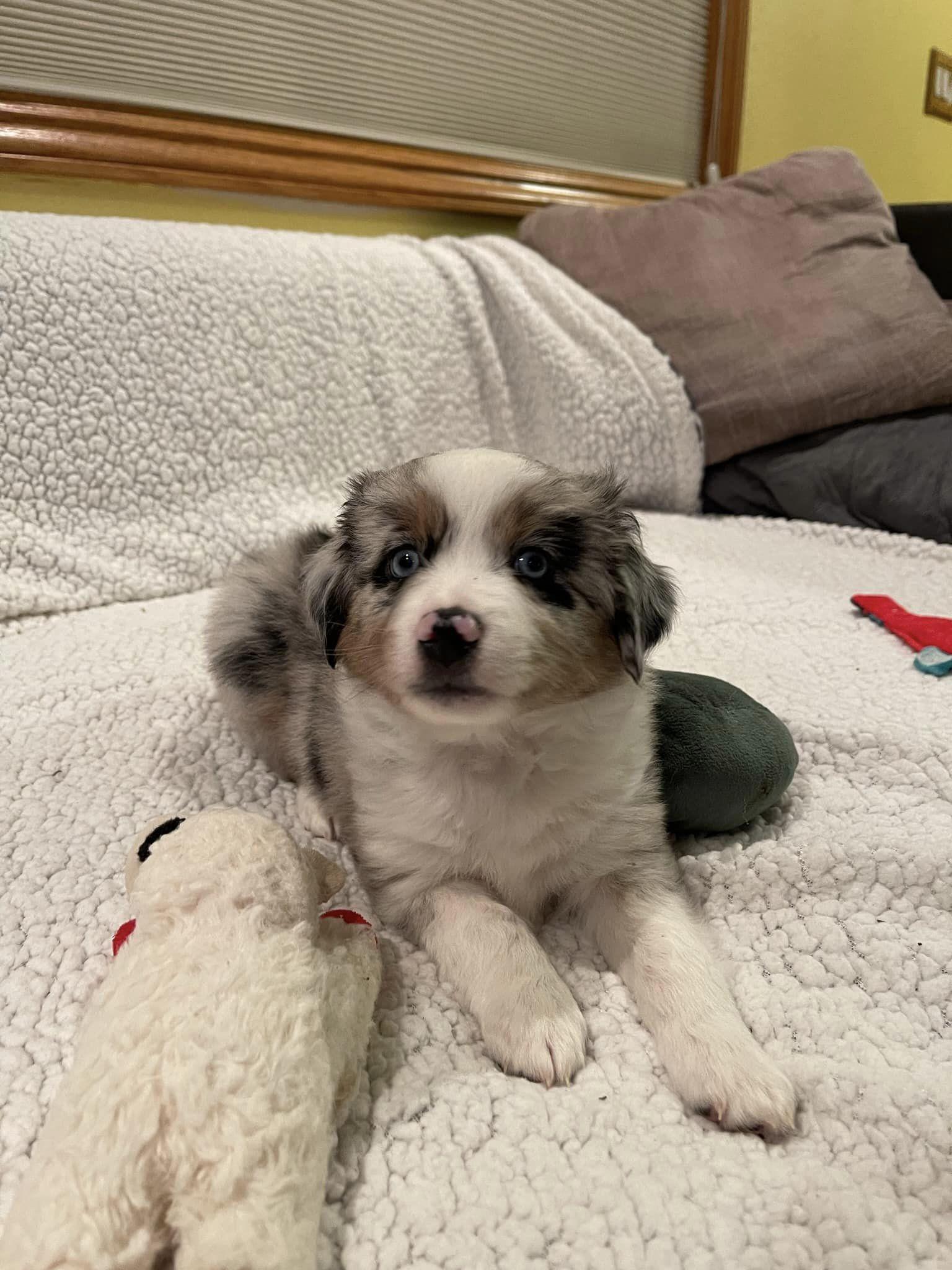 Auburn's Awesome Aussies in California | Miniature Australian Shepherd ...