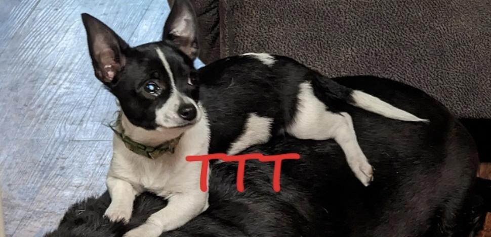T Tiny Treasures in Ohio | Chihuahua and Pug puppies | Good Dog