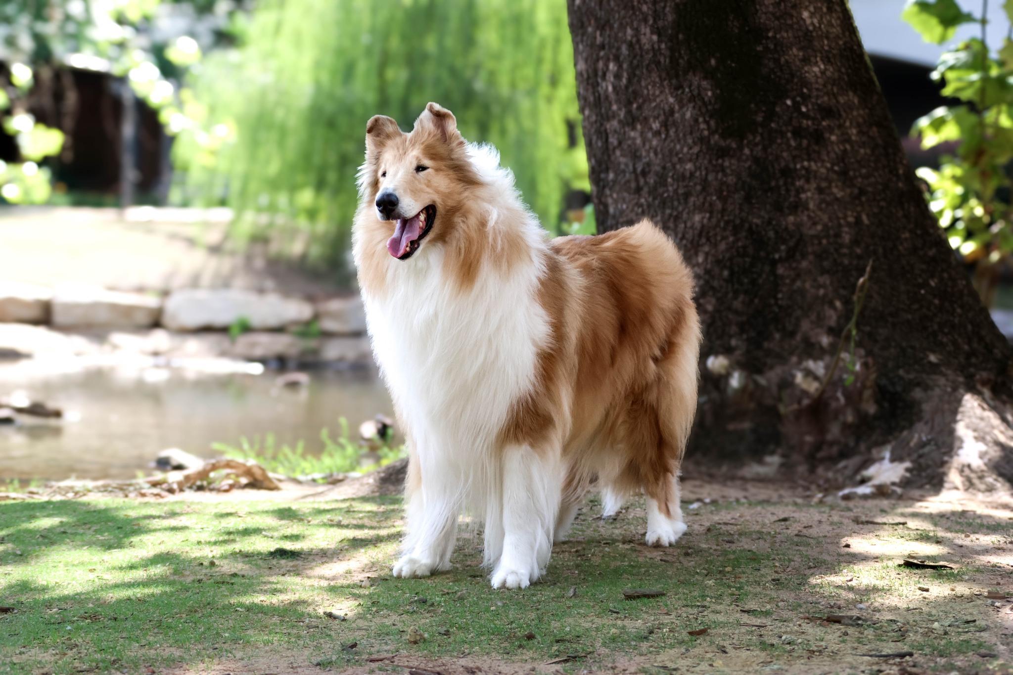 Morgan's Collies in Georgia | Collie puppies | Good Dog