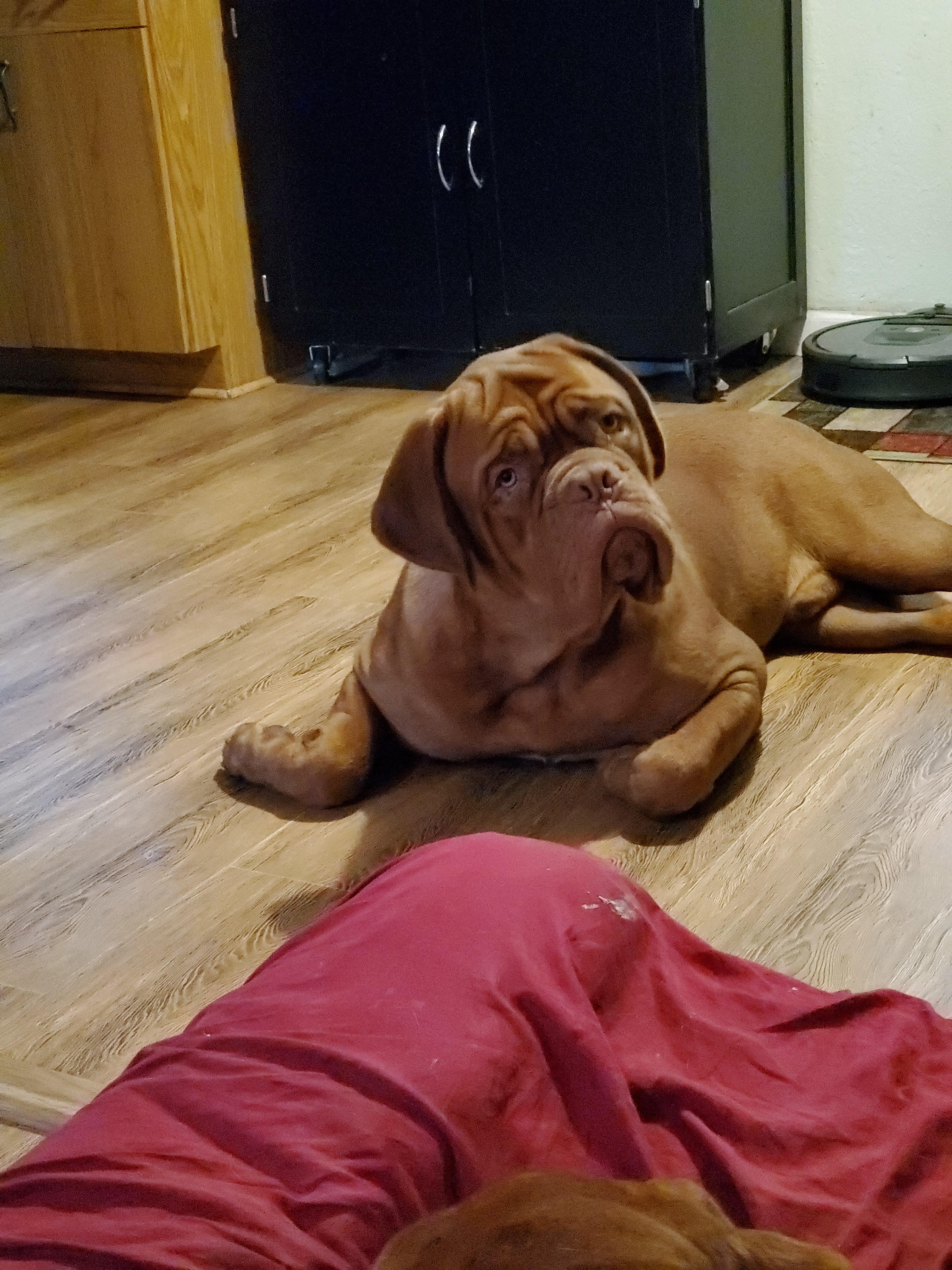 Calabria kennel in Florida | Dogue de Bordeaux and French Bulldog ...