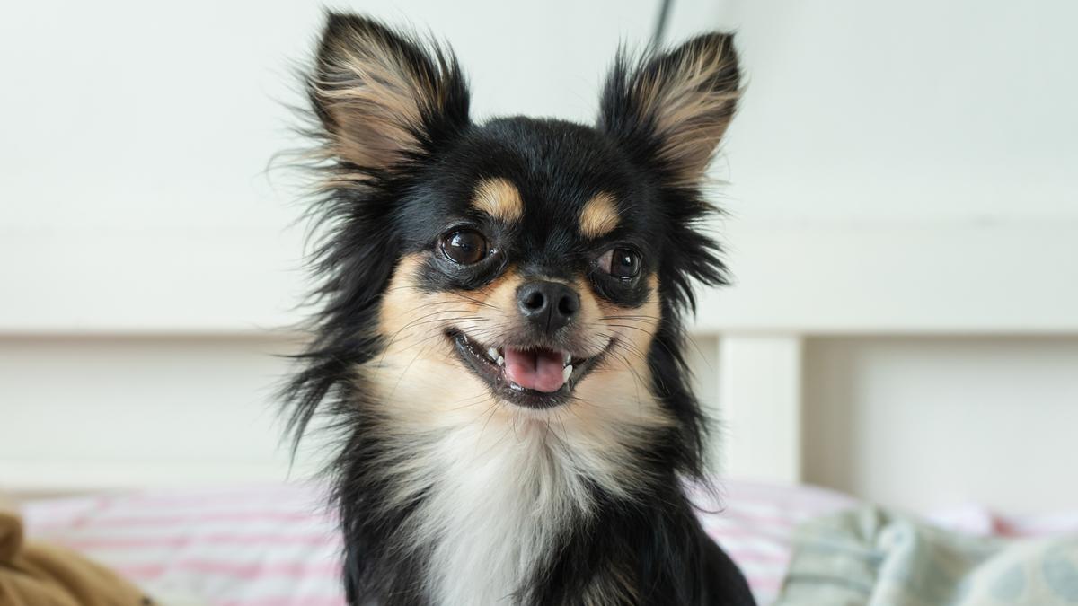 25 cute Long-haired Chihuahua puppies for sale | Good Dog