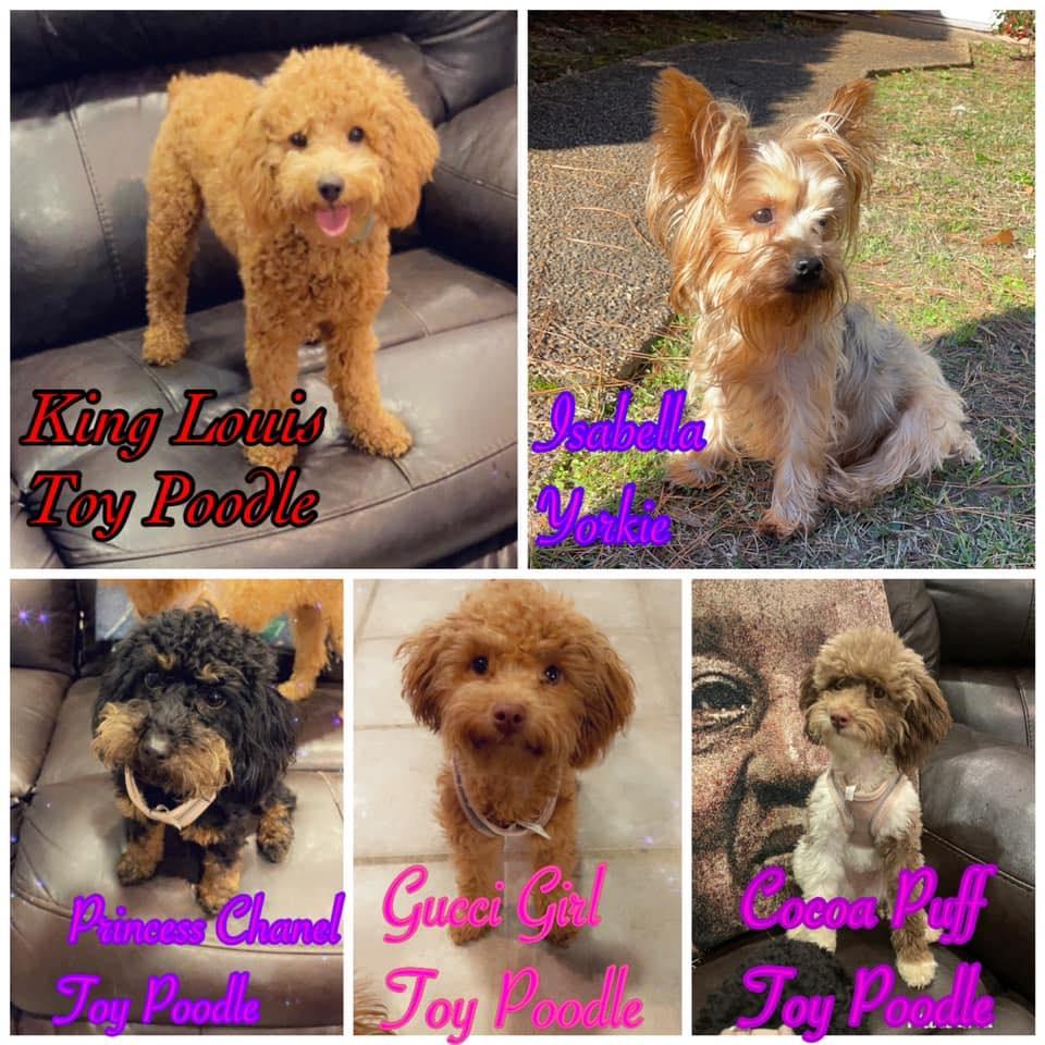 Sassy T’s Puppy Palace in Mississippi | Poodle and Yorkshire Terrier ...