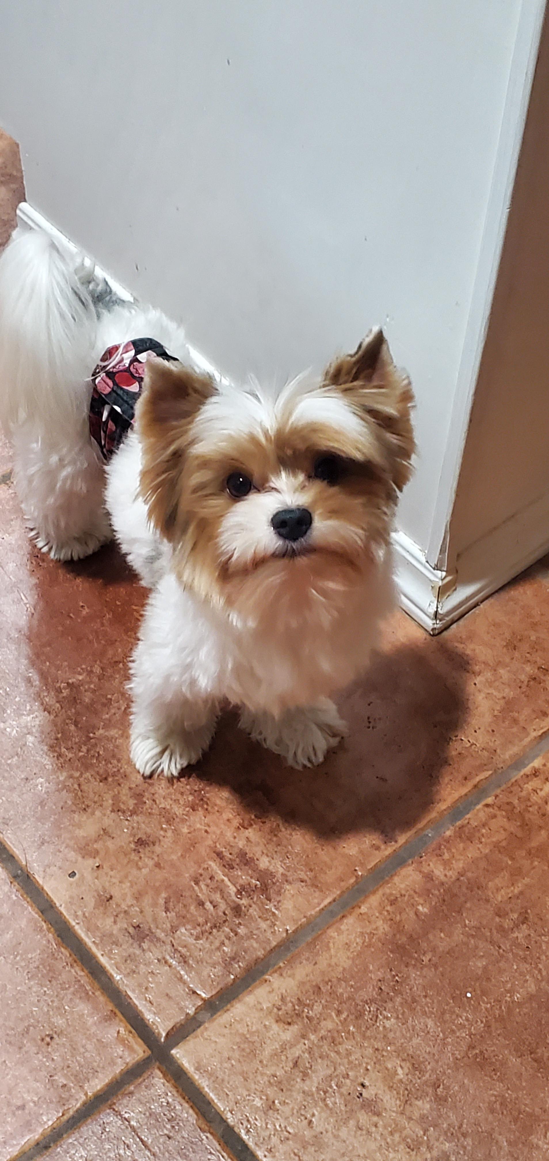 Spurlock Farm Yorkies in Arizona | Yorkshire Terrier puppies | Good Dog