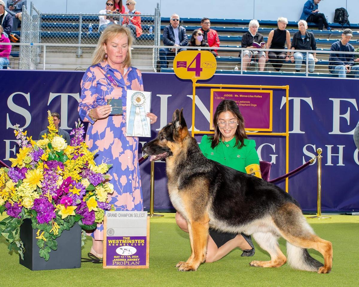 Karma Kennels in Rhode Island | German Shepherd puppies | Good Dog