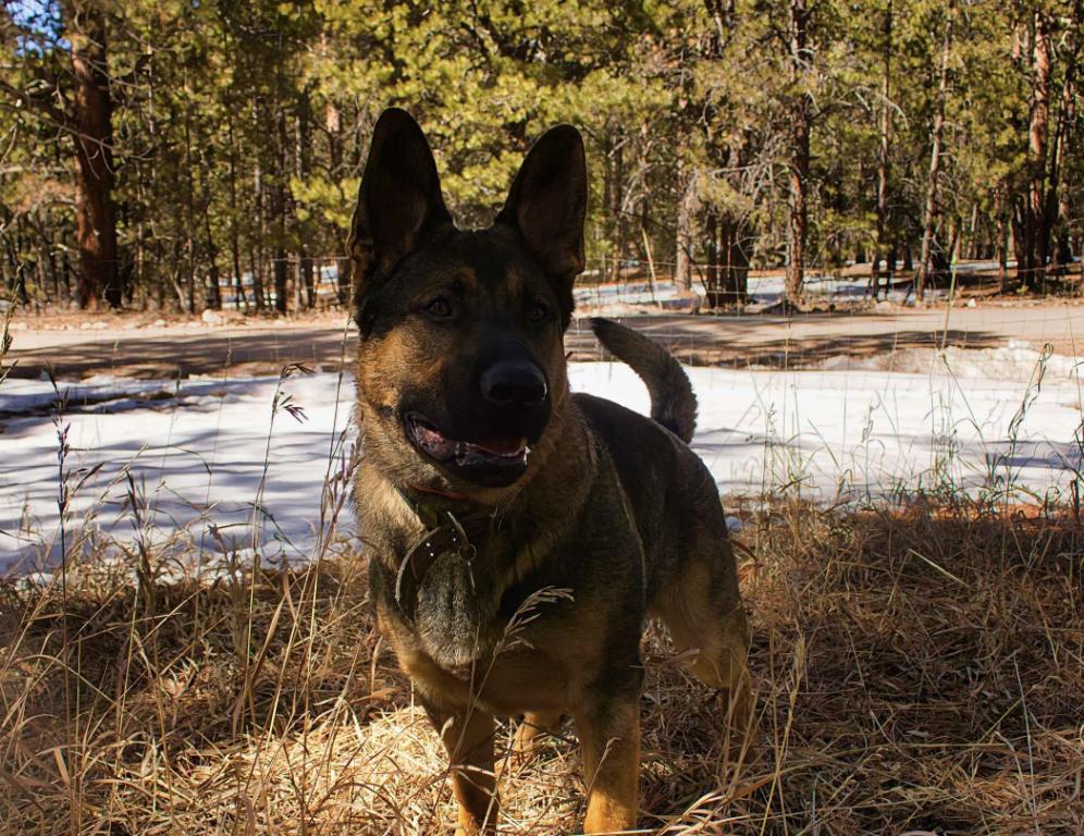 Forest Home Shepherds in Colorado | German Shepherd puppies | Good Dog