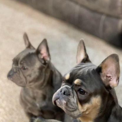 A Royal Frenchie in Washington | French Bulldog puppies | Good Dog