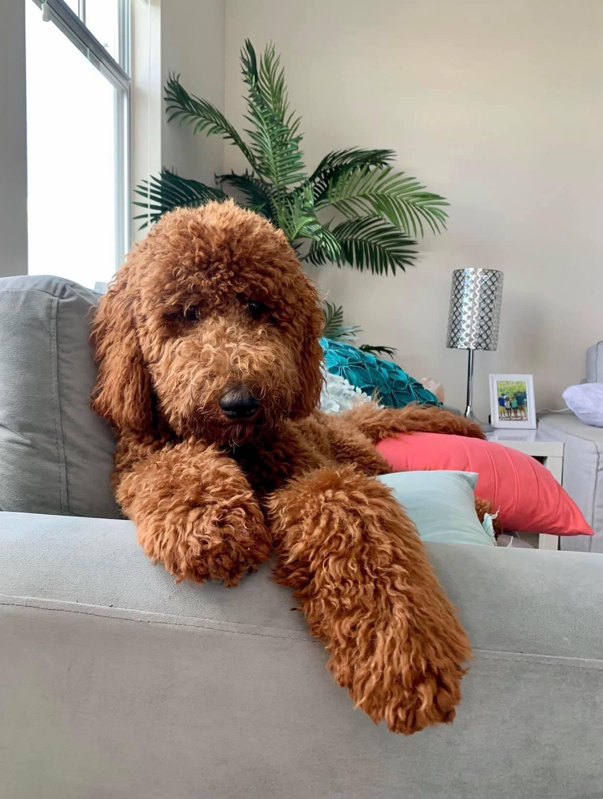 Teddy Gram Goldendoodles and Standard Poodles in Florida | Goldendoodle ...