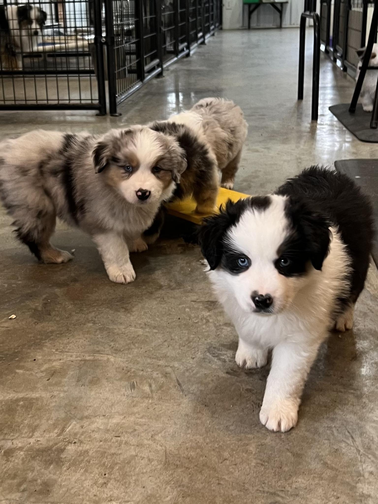 Woodridge MAS in Illinois | Miniature American Shepherd puppies | Good Dog
