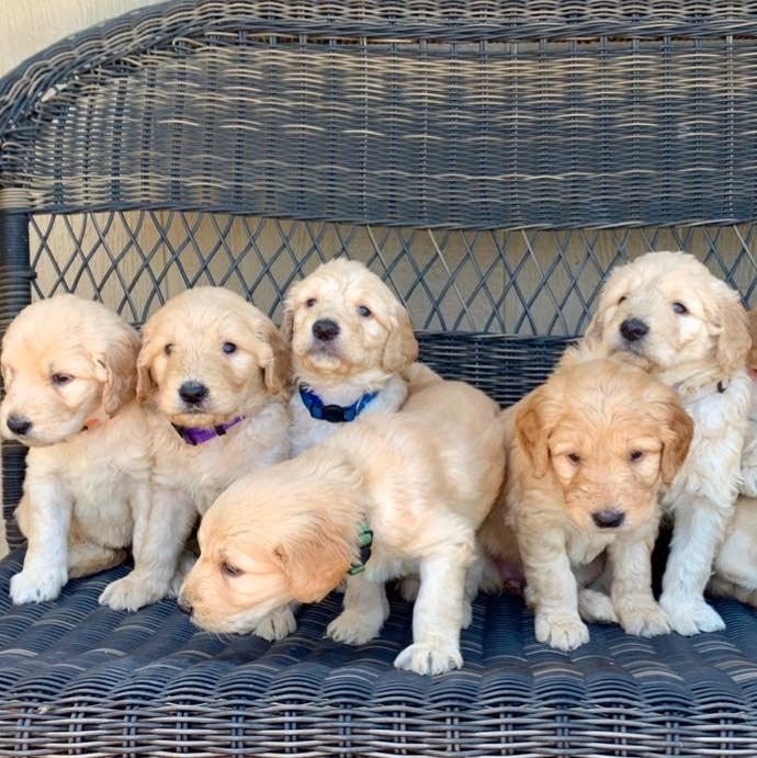 Williams Ranch Doodles in Colorado | Goldendoodle puppies | Good Dog
