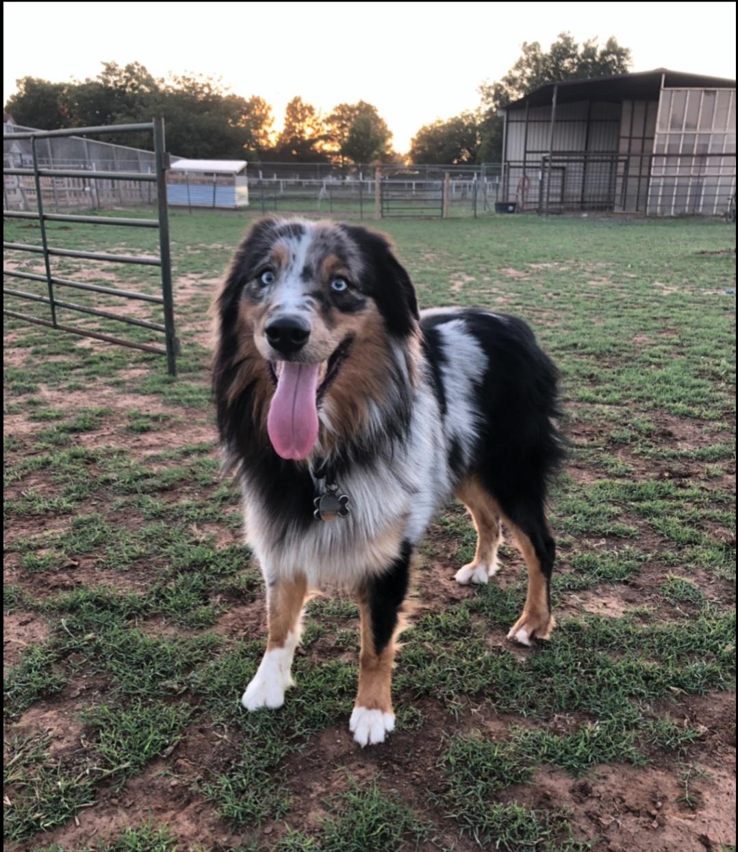 Barn Raised Aussies in Texas | Australian Shepherd puppies | Good Dog