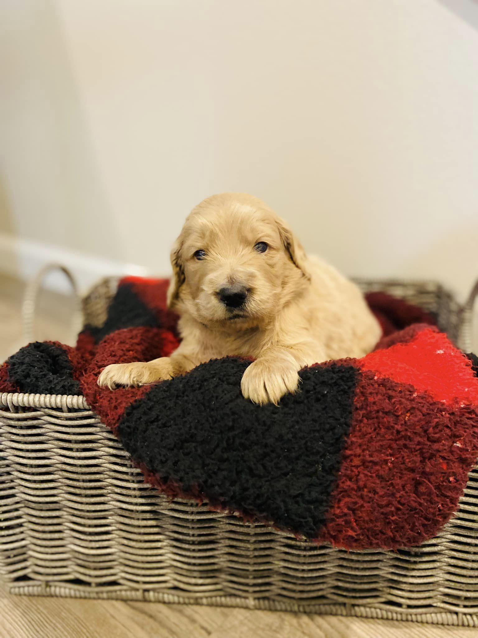 Kolle Goldendoodles in Washington | Goldendoodle puppies | Good Dog