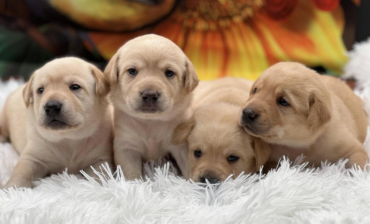 Rich Hill Retrievers in South Carolina | Labrador Retriever puppies ...