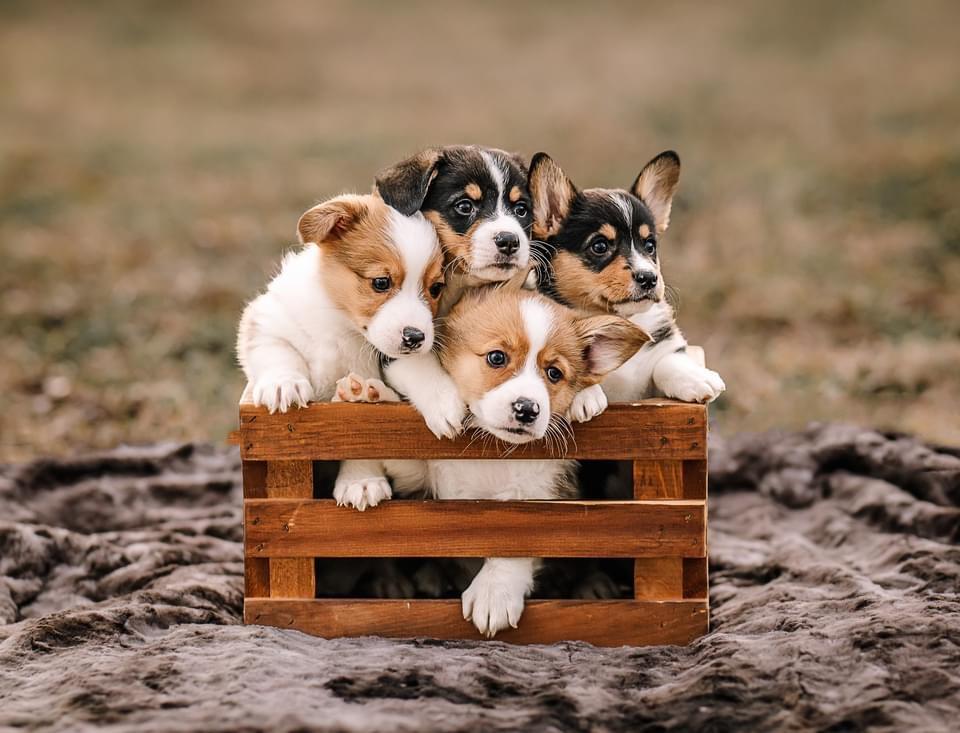 Ginger Corgis in South Carolina | Pembroke Welsh Corgi puppies | Good Dog