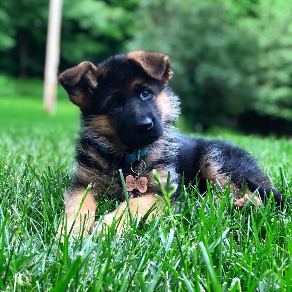 Northwinds German Shepherds in Wisconsin | German Shepherd puppies ...