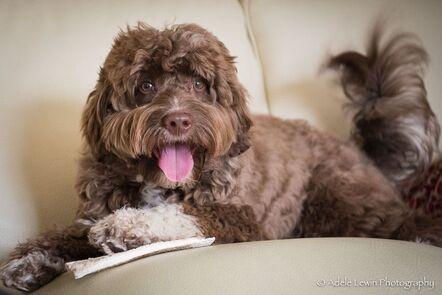 Autumn Harvest Dood Ranch in Oregon | Australian Labradoodle puppies ...