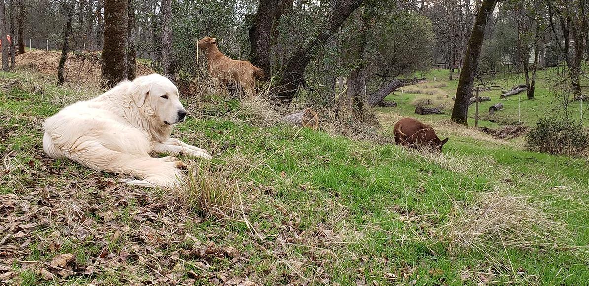 Back to Roots Farm Great Pyrenees in California | Great Pyrenees ...