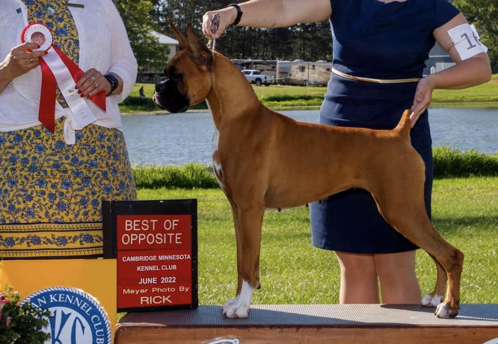Sandhills Boxers in Nebraska | Boxer puppies | Good Dog