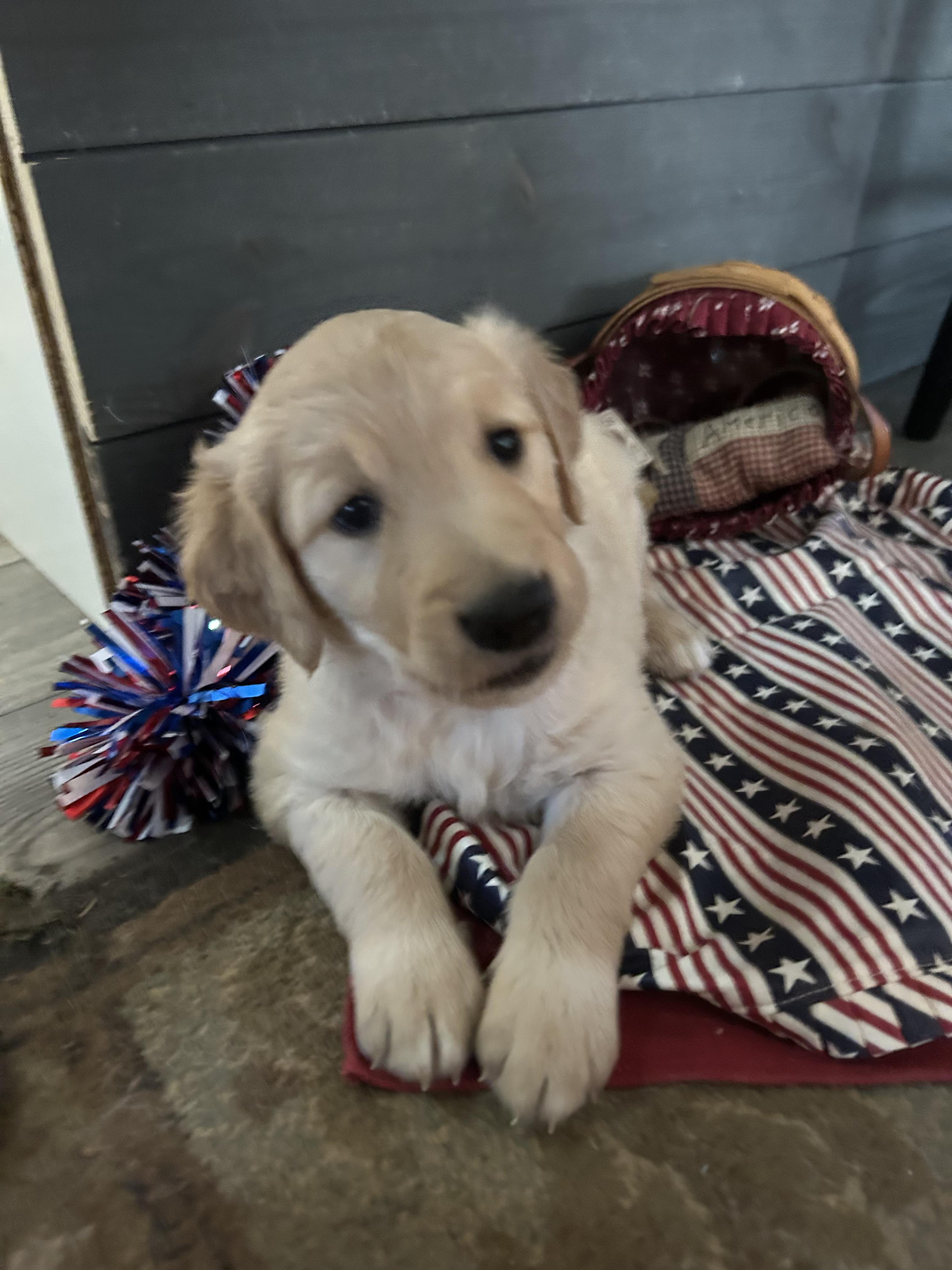 Golden Paws of Hope in Minnesota | Golden Retriever puppies | Good Dog