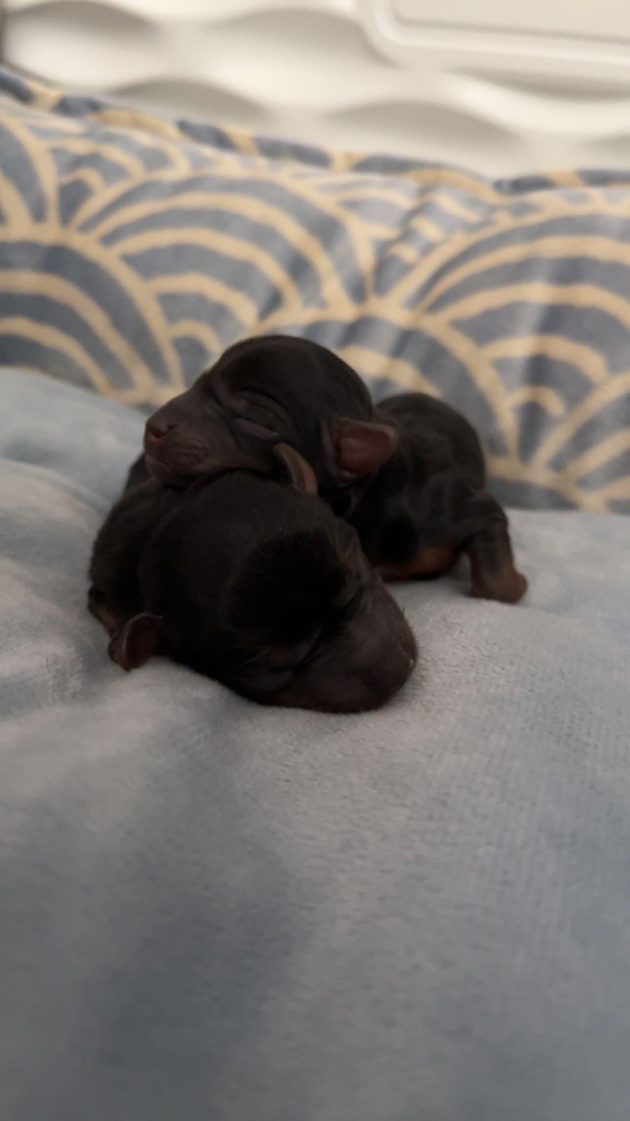 Rio Grande Yorkies in New Mexico | Yorkshire Terrier puppies | Good Dog