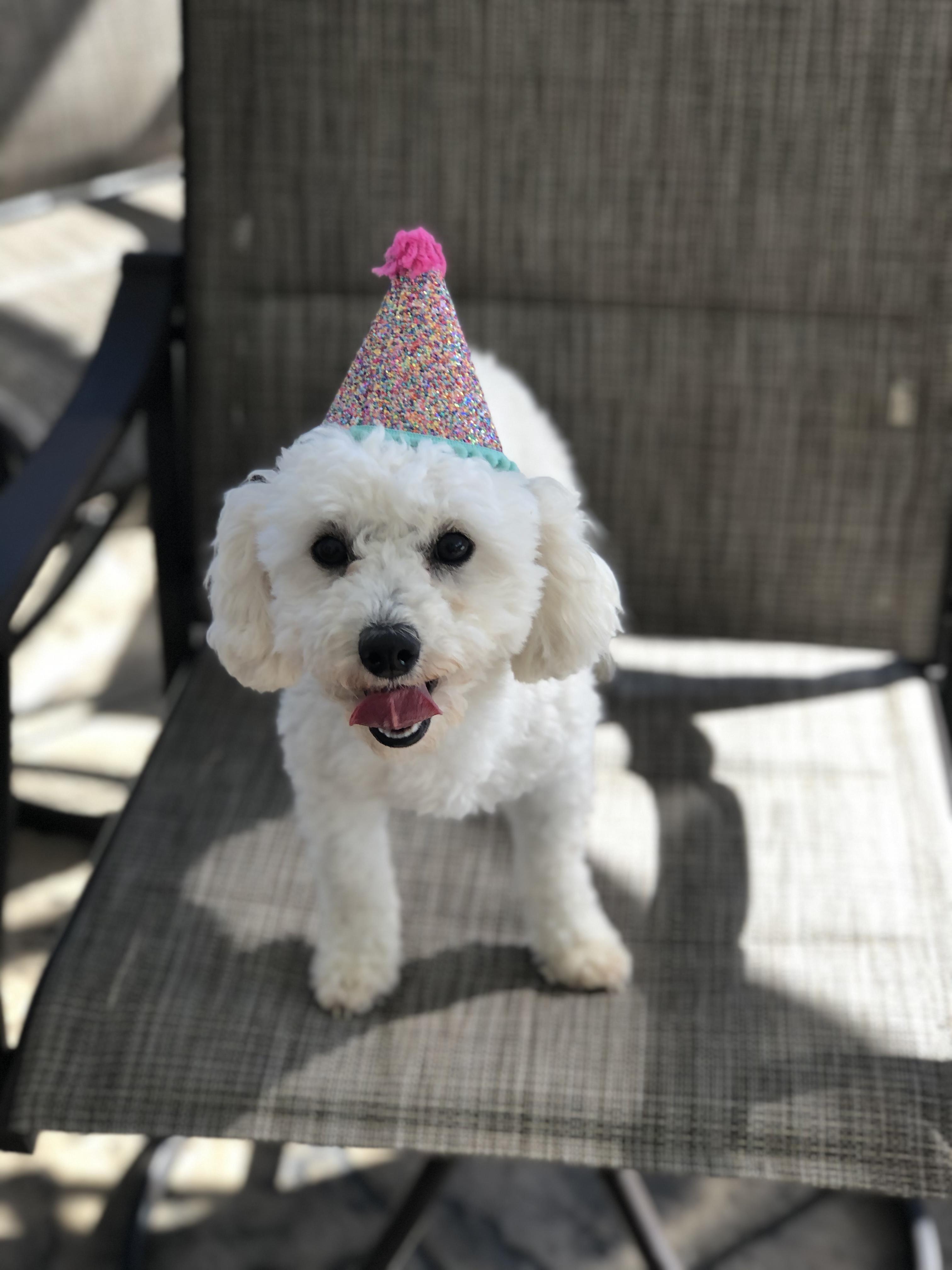 Elsa’s Mini Poodles in Illinois | Poodle puppies | Good Dog