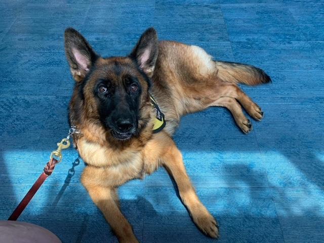 Golly-G German Shepherds in North Carolina | German Shepherd puppies ...