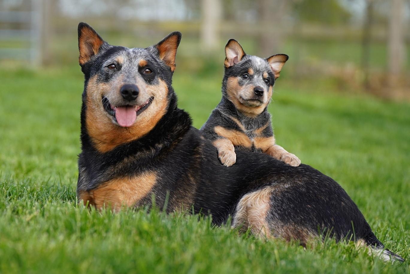 Blackberry Hills Cattle dogs and Collies in Virginia | Australian ...