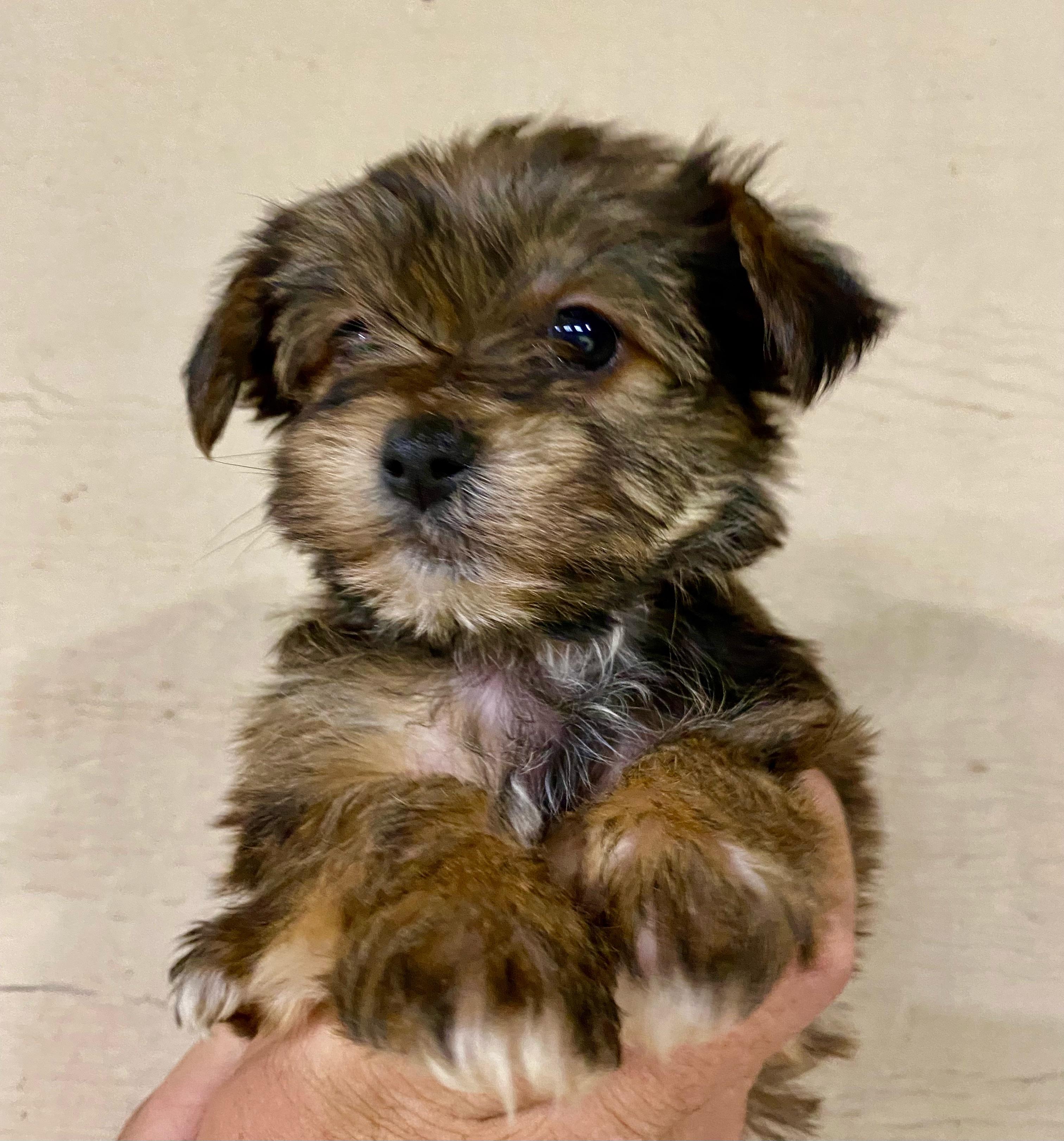 Texas Yorkie, Corgi, Miniature American Shepherd in Texas | Yorkshire ...