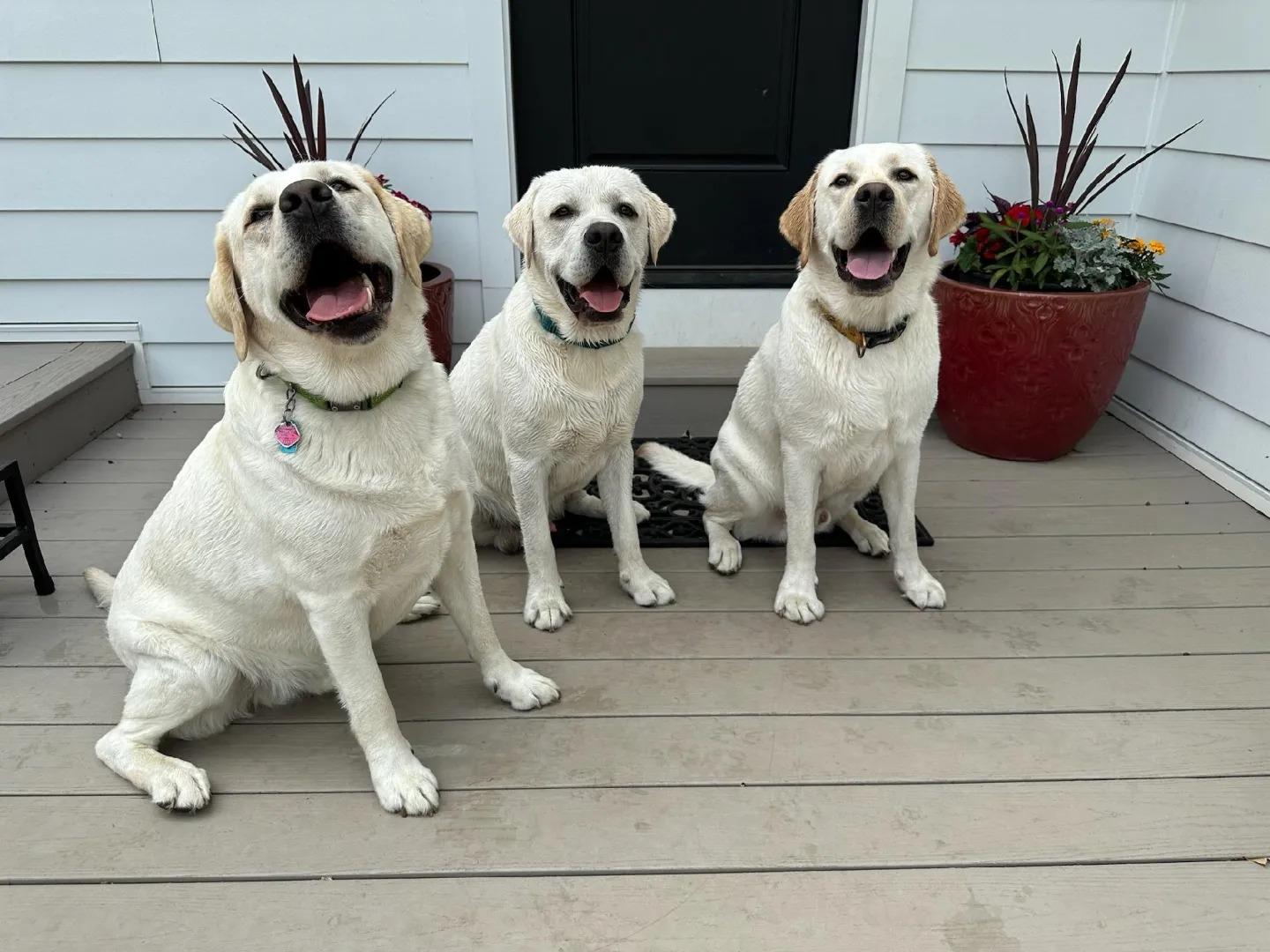 Sugar Mill Labradors in Florida | Labrador Retriever puppies | Good Dog