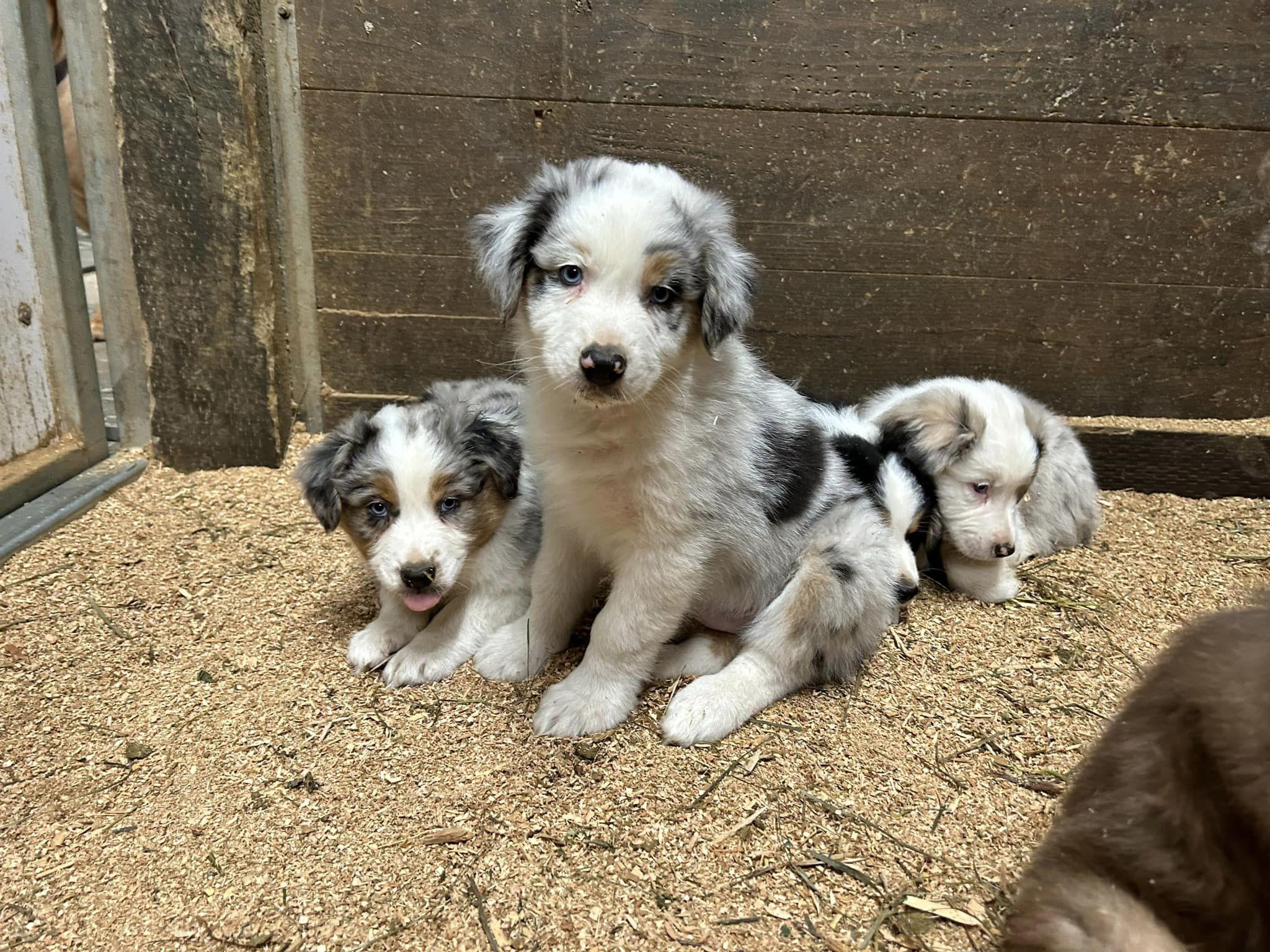 Cherry City Kennels in Oregon | Australian Shepherd puppies | Good Dog