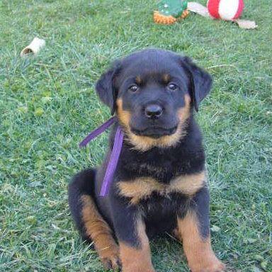 Blue Diamond Rottweilers in Oregon | Rottweiler puppies | Good Dog
