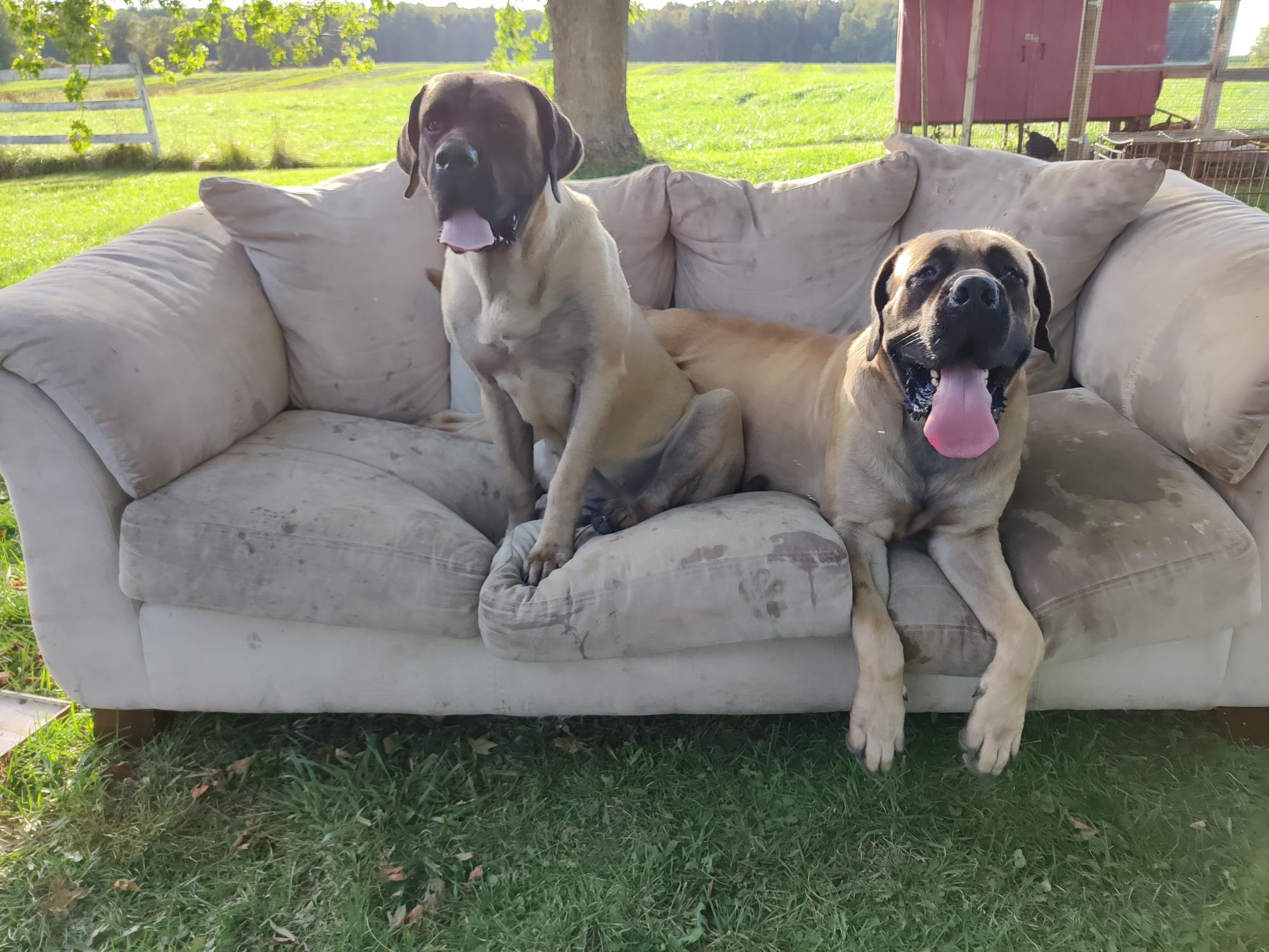 Great Lakes Mastiffs in Michigan | Mastiff puppies | Good Dog