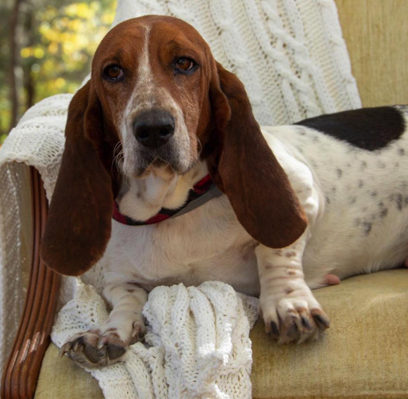 Backroad Bassets in Iowa | Basset Hound puppies | Good Dog