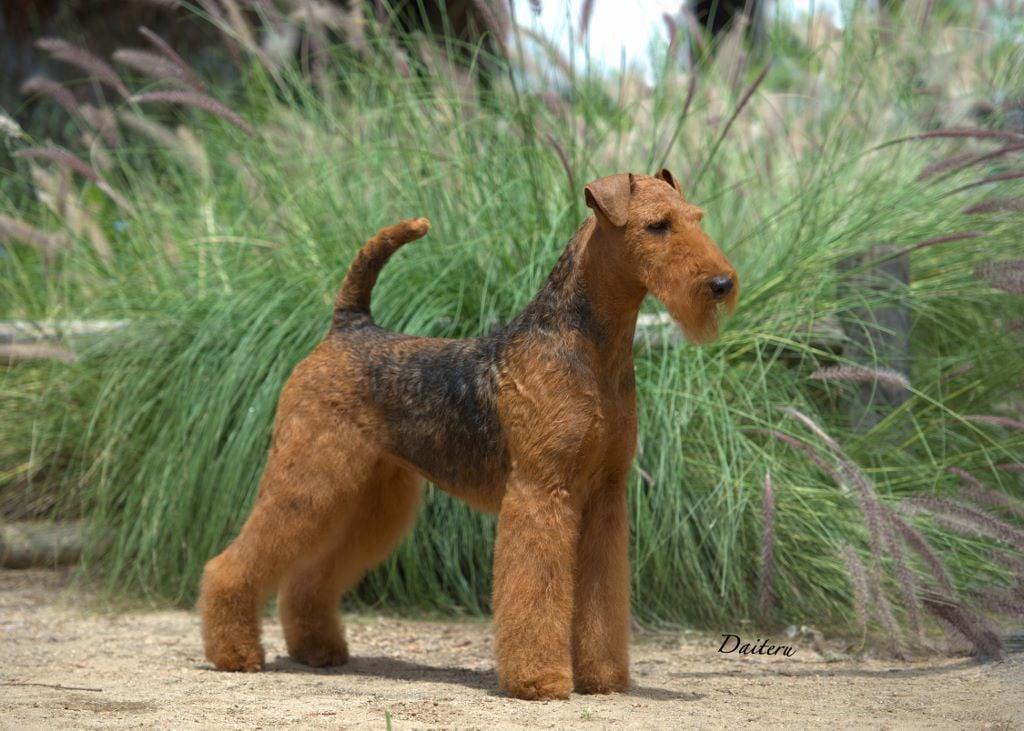 WinDancer Airedales in California | Airedale Terrier puppies | Good Dog