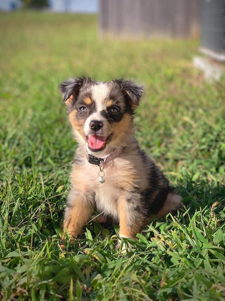 Dash of Aussie Farm in Georgia | Miniature Australian Shepherd puppies ...