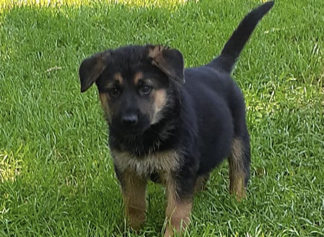 Causey's Critters in Pennsylvania | German Shepherd puppies | Good Dog