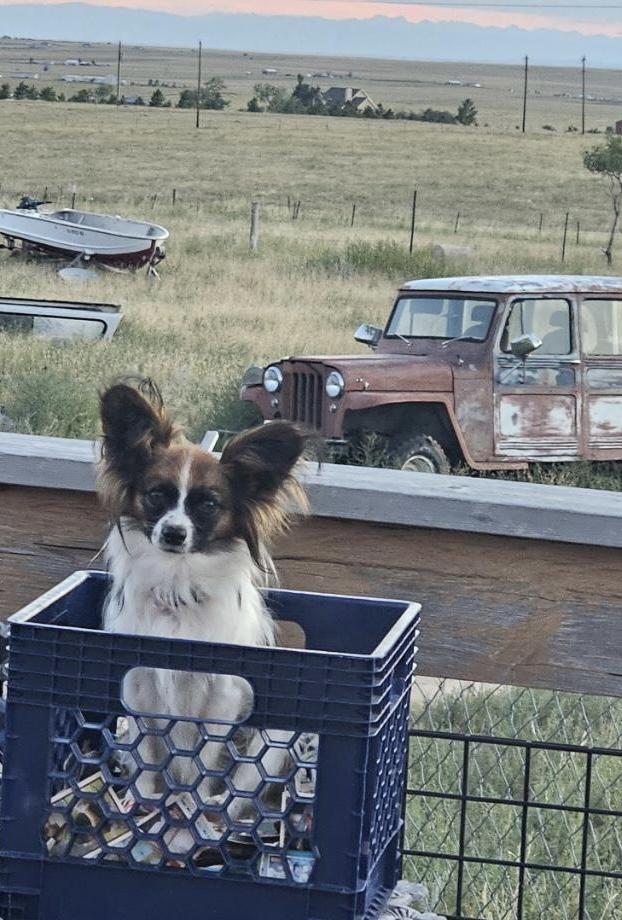 WindyBarnYard Papillons in Colorado | Papillon puppies | Good Dog