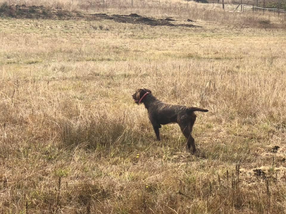 Happy Valley Gun Dogs in Oregon | Pudelpointer puppies | Good Dog